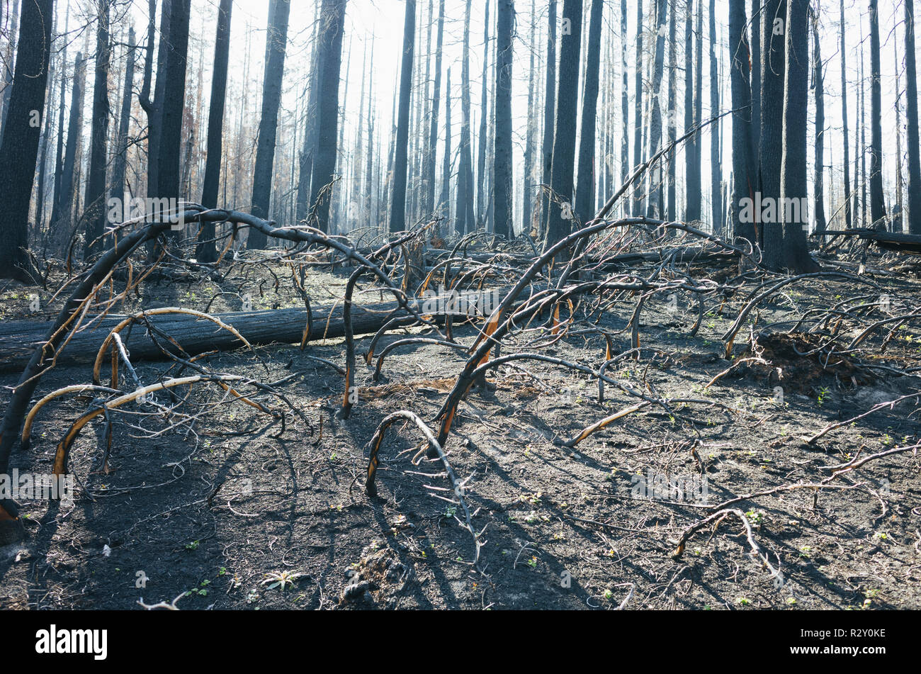 Fire damaged trees in the forest of the Norse Peak Fire, near Mount ...