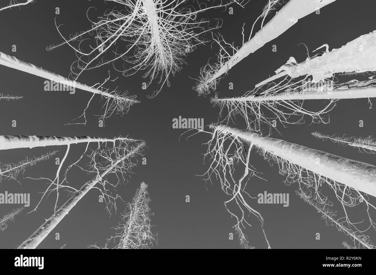 Black trees from forest fire hi-res stock photography and images - Alamy