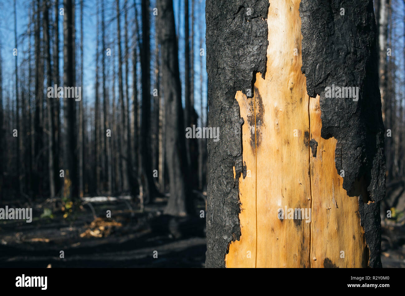 From which norse hi-res stock photography and images - Alamy