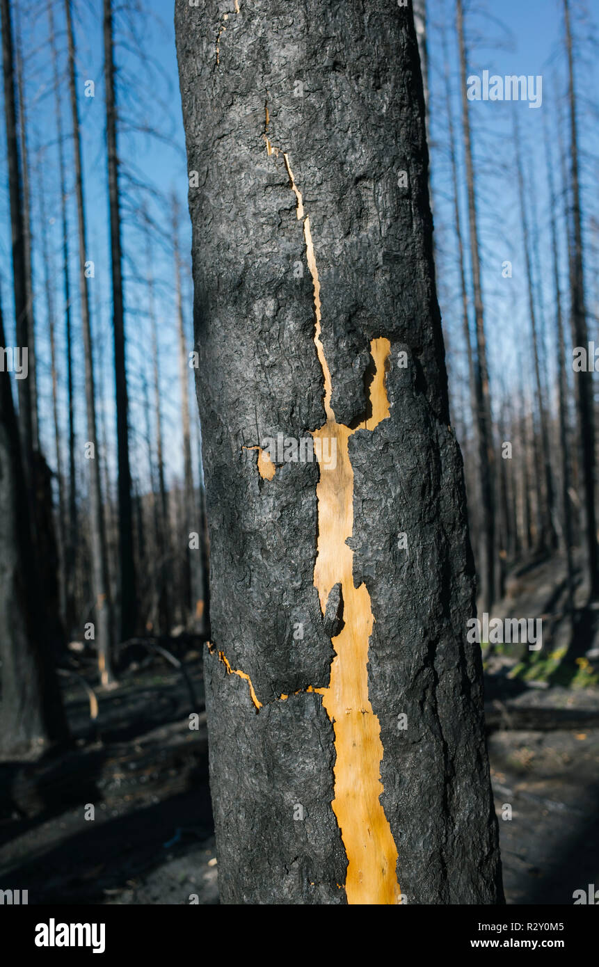 Detail of burned tree and forest from the Norse Peak fire, near Mt ...