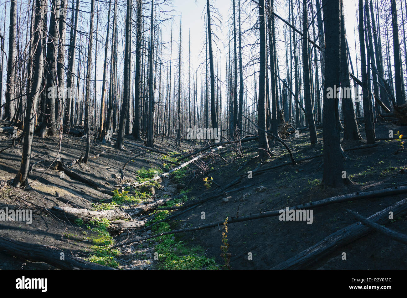 Fire damaged trees in the forest of the Norse Peak Fire, near Mount ...