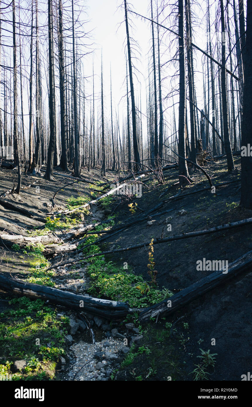 Fire damaged trees in the forest of the Norse Peak Fire, near Mount ...