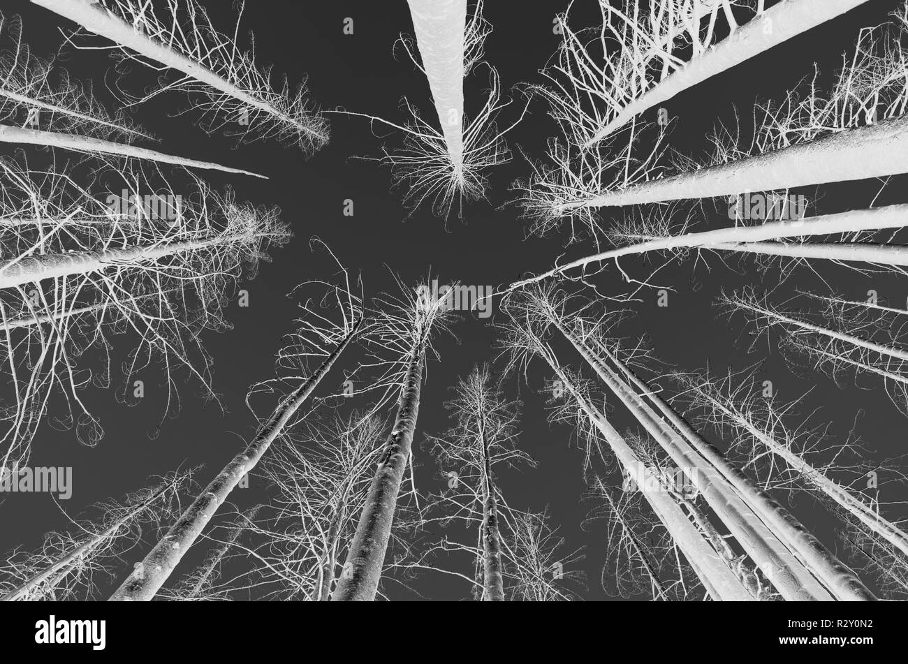 Dead trees from fire Black and White Stock Photos & Images - Alamy