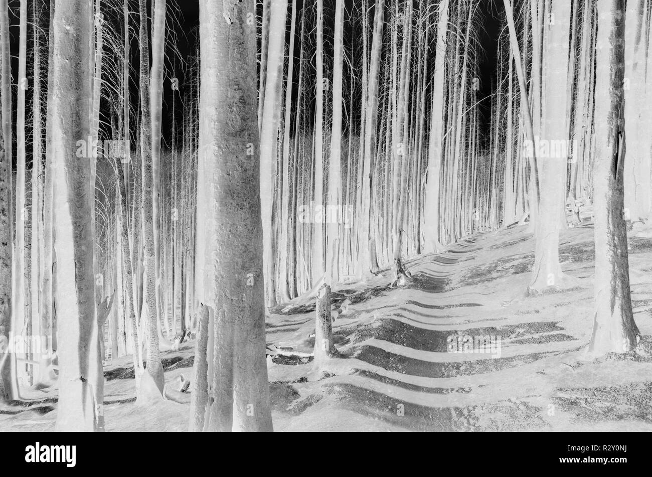 Black and white inverted image of the Norse Peak forest fire damaged ...