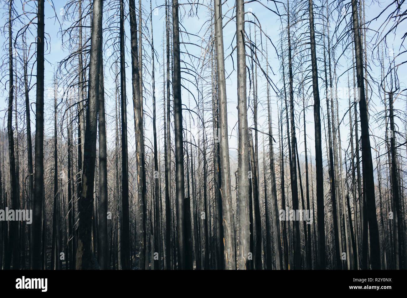 Fire damaged trees in the forest of the Norse Peak Fire, near Mount ...