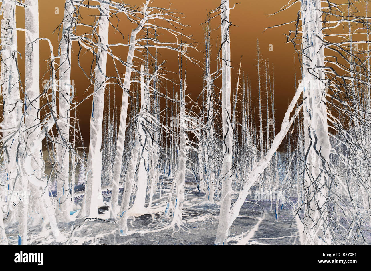 Fire damaged trees in the forest of the Norse Peak Fire, near Mount ...