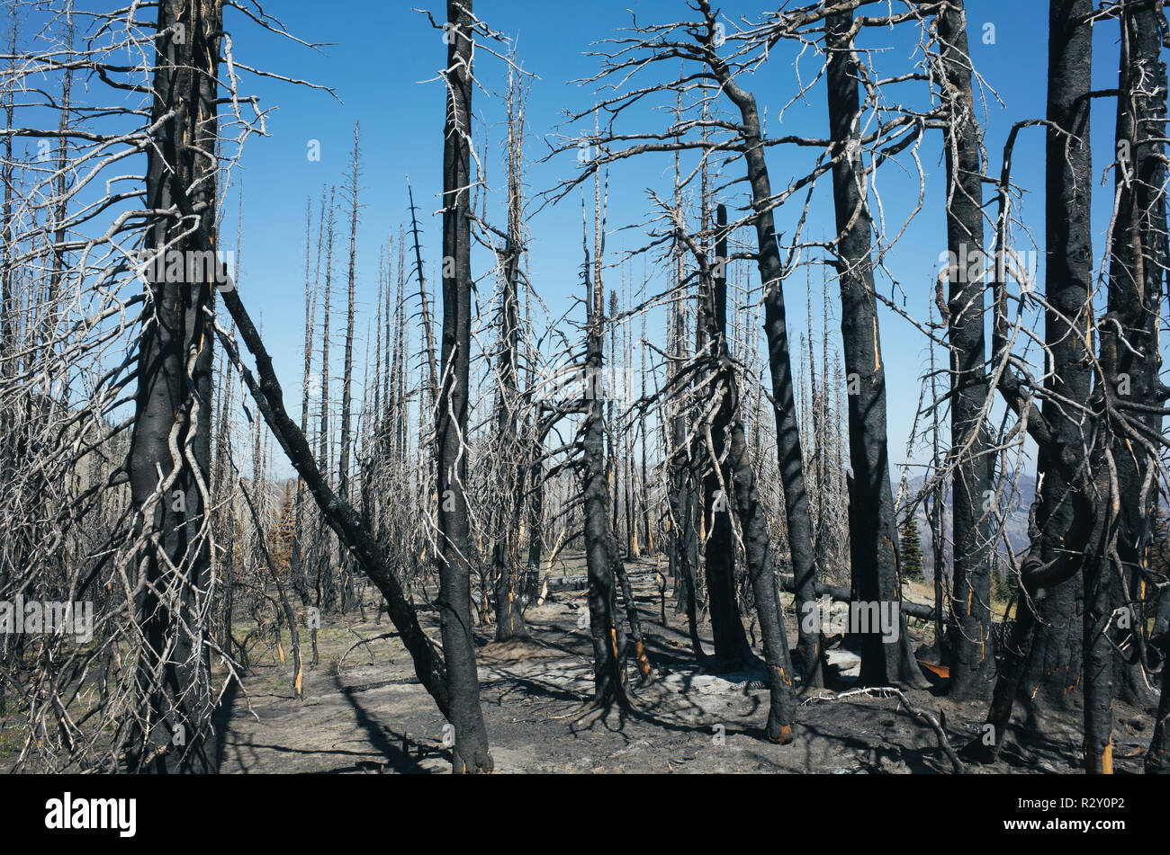 Fire damaged trees in the forest of the Norse Peak Fire, near Mount ...