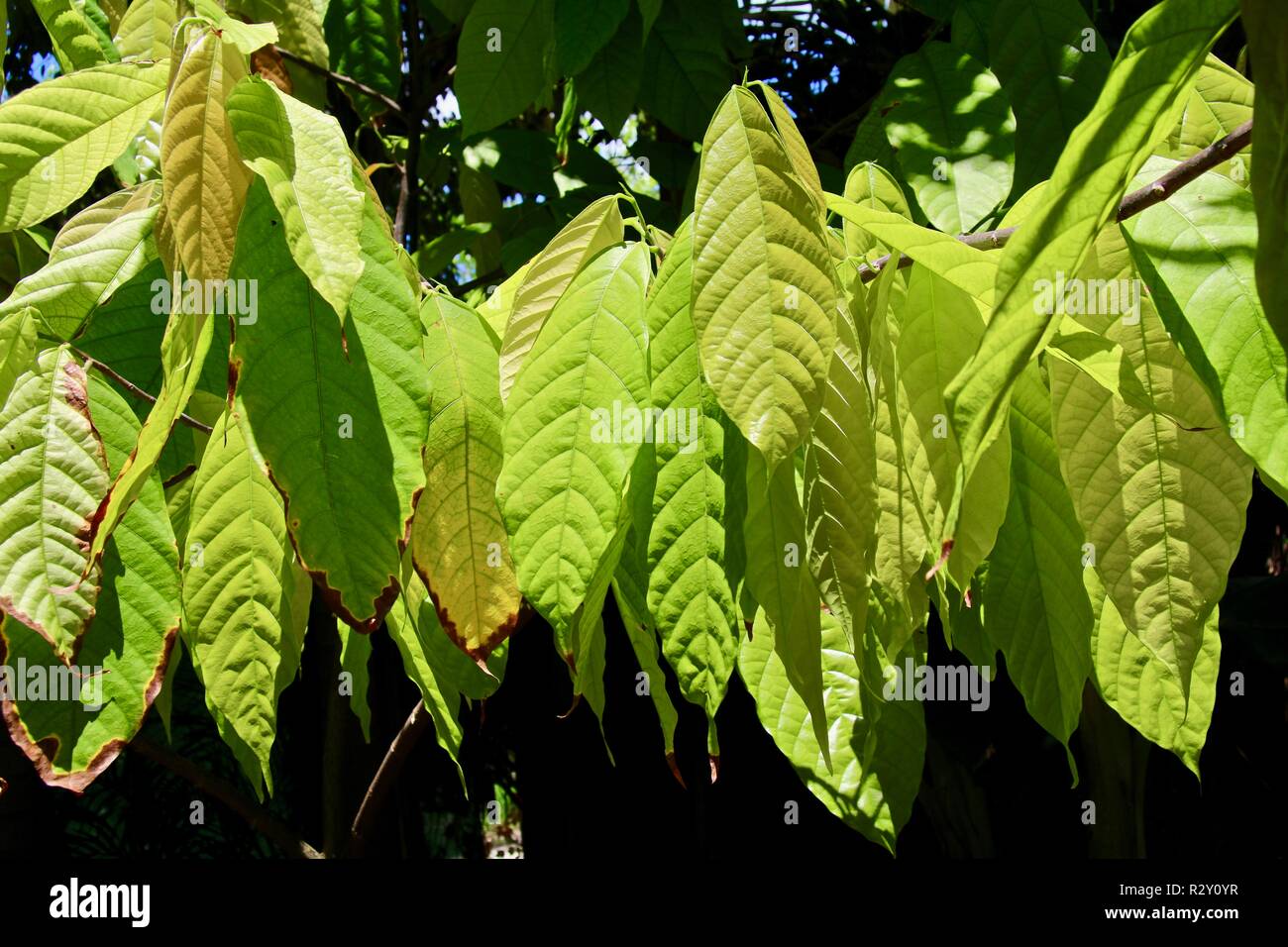 New light green Cacao leaves hanging in the sunshine Stock Photo - Alamy