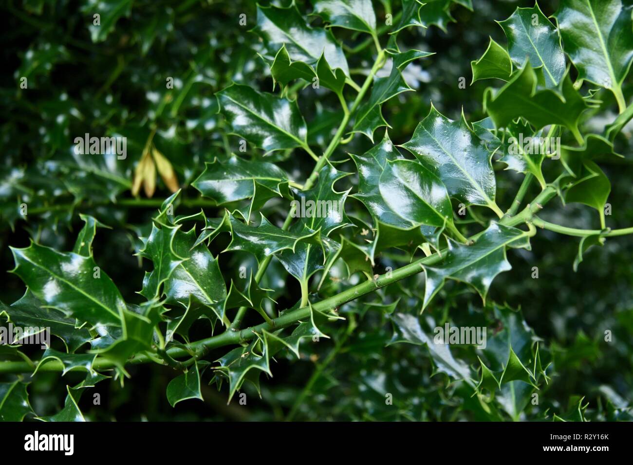 Holly leaf close up growing hi-res stock photography and images - Alamy
