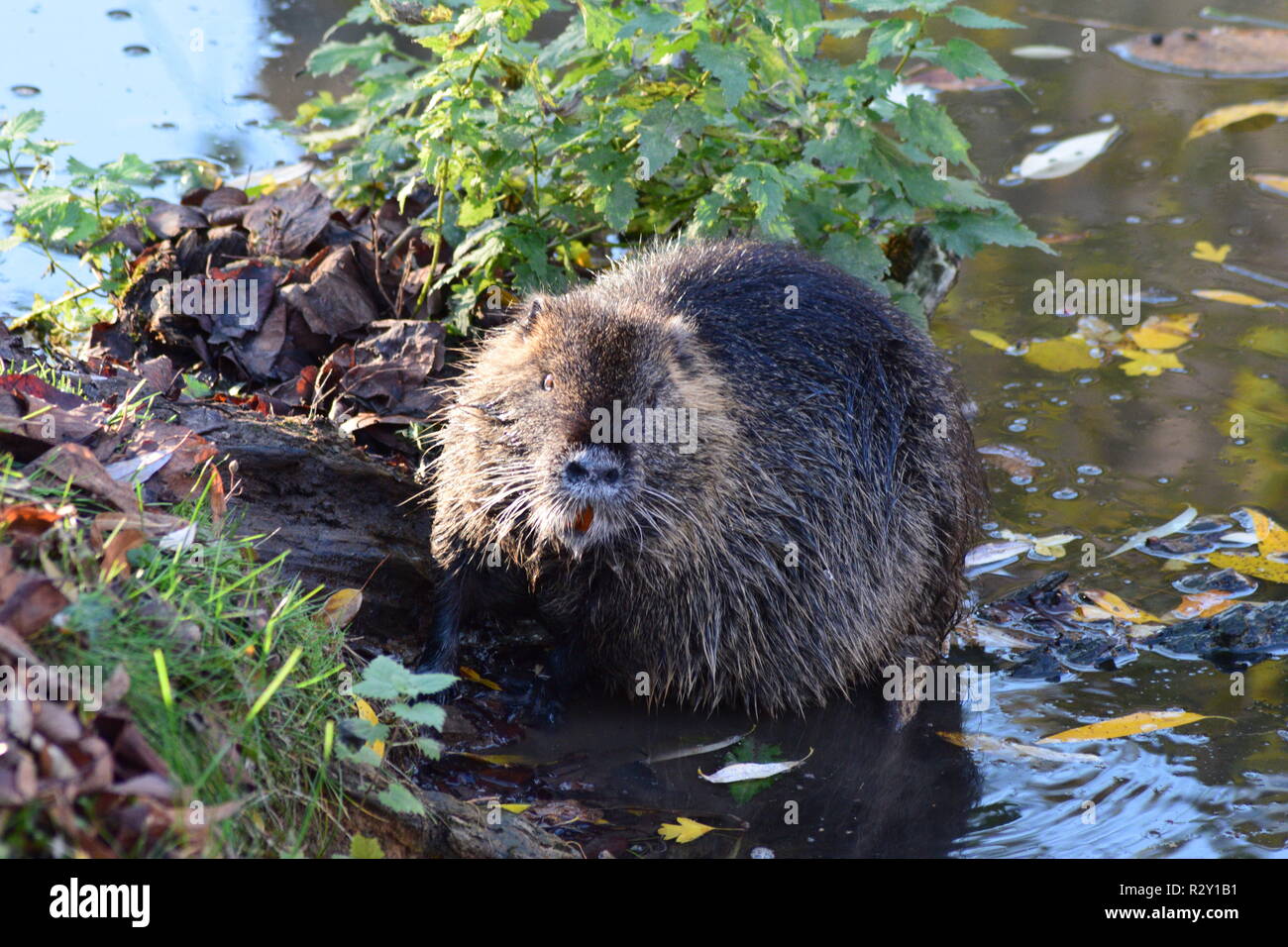 Nutria in natural habitat Stock Photo - Alamy