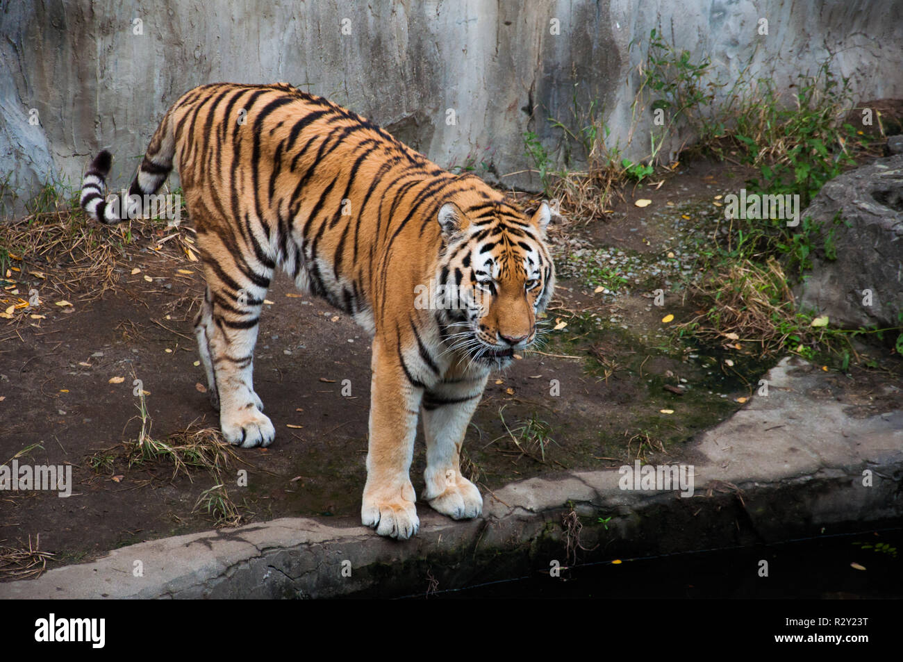 Tiger in the zoo Stock Photo - Alamy