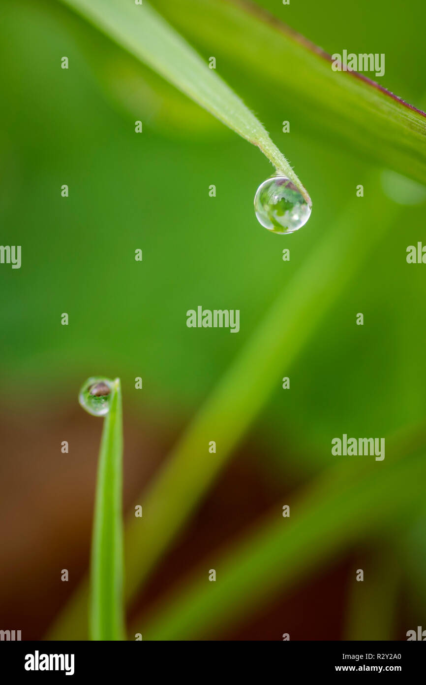 Tip of the leaf hi-res stock photography and images - Alamy