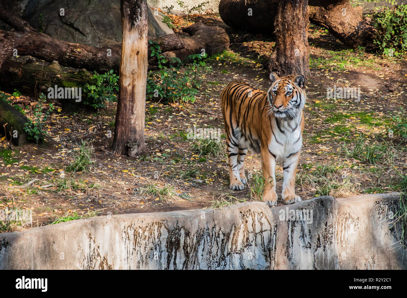 Tiger in the zoo Stock Photo - Alamy