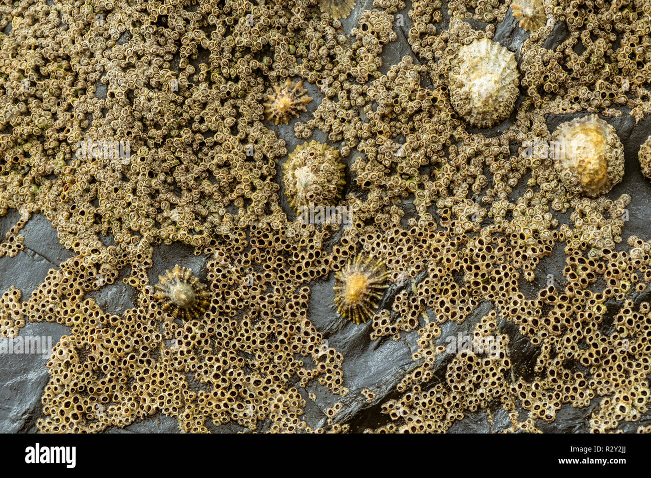 Close up of tidal rocks on a beach and small barnacles and mussels ...