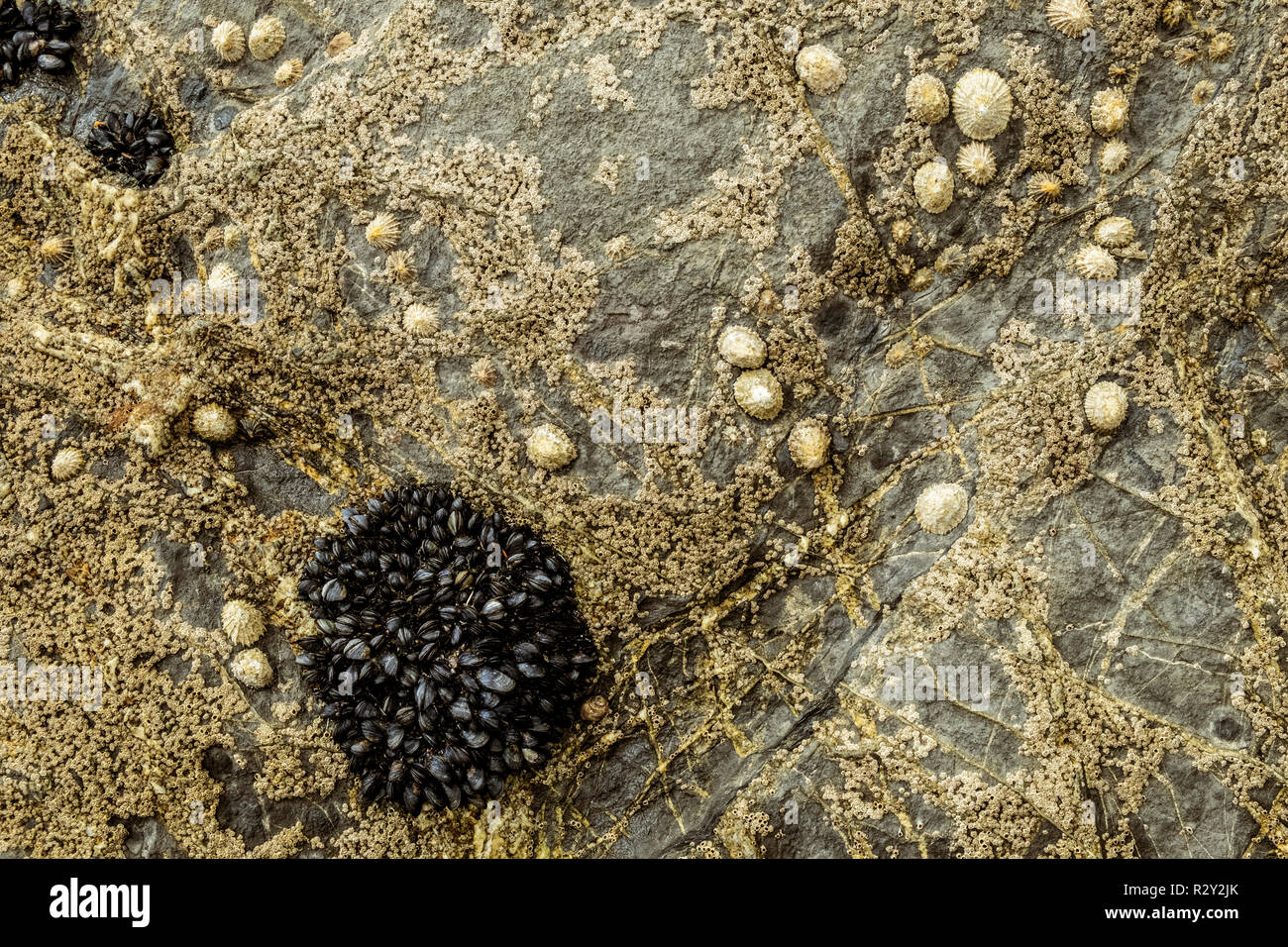 Close up of tidal rocks on a beach and small barnacles and mussels ...