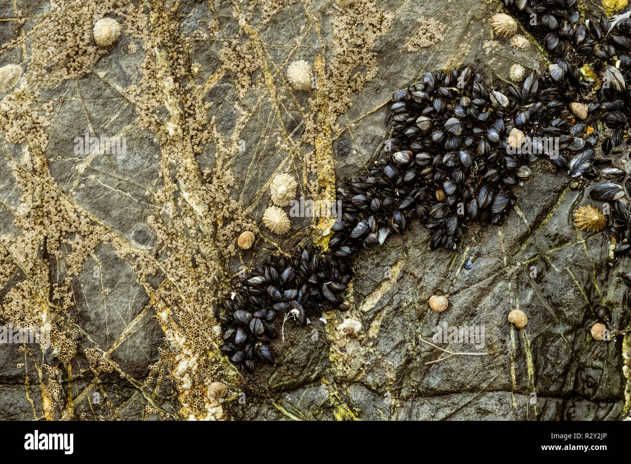 Close up of tidal rocks on a beach and small barnacles and mussels ...