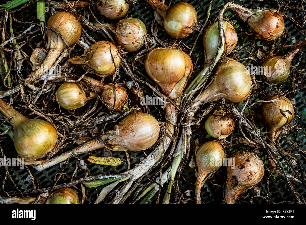 Small onion shallot bulbs with green stalks Stock Photo - Alamy