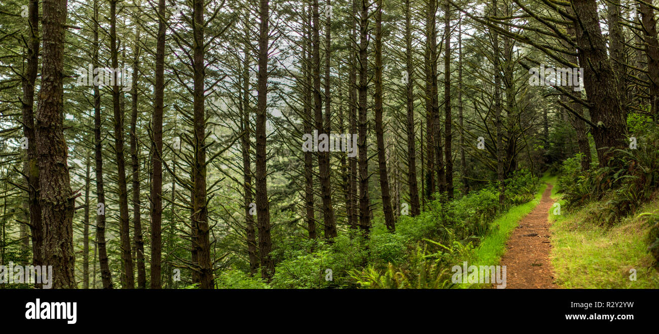 Treelined footpath through forest hi-res stock photography and images ...