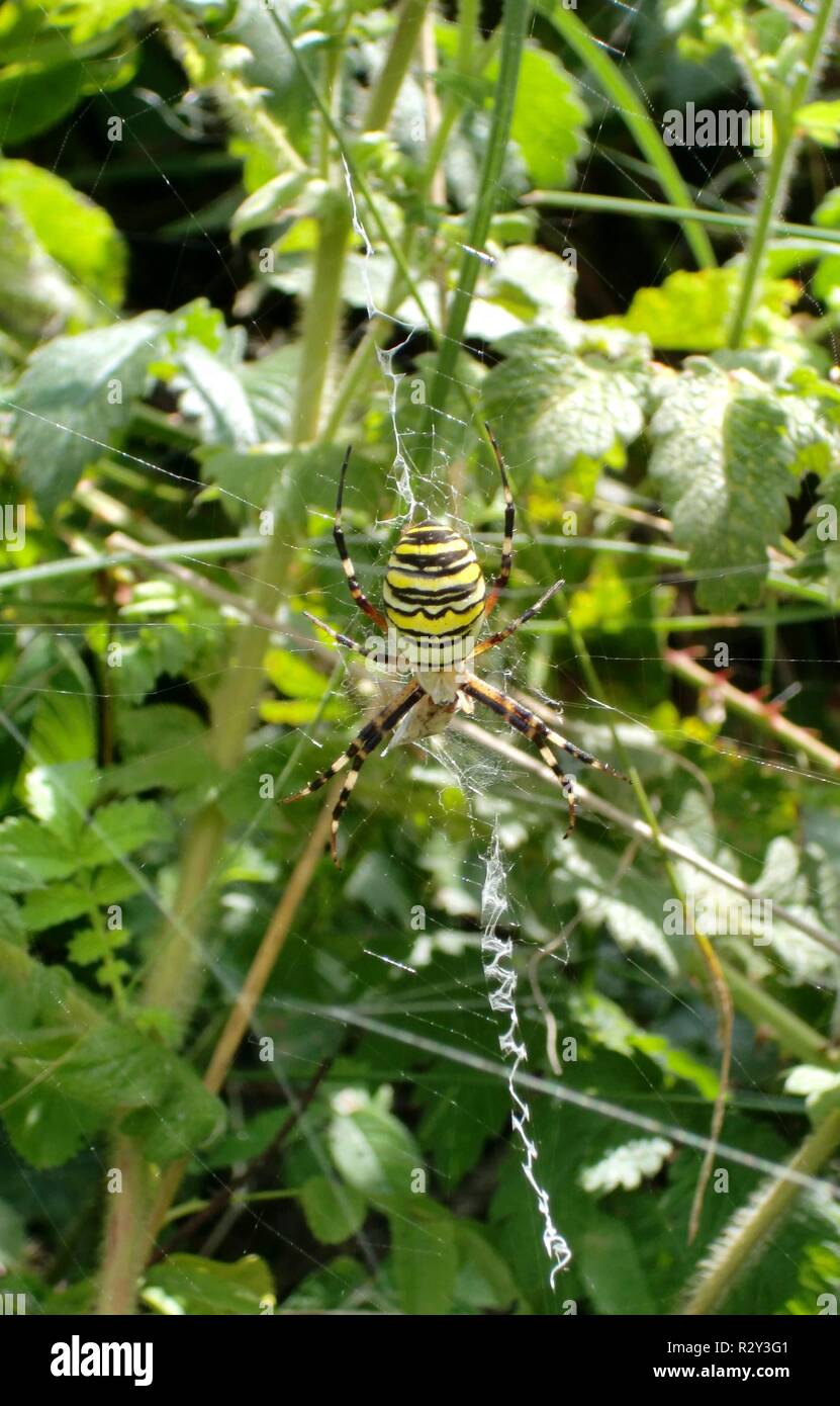 Wespenspinne argiope bruennichi hi-res stock photography and images - Alamy