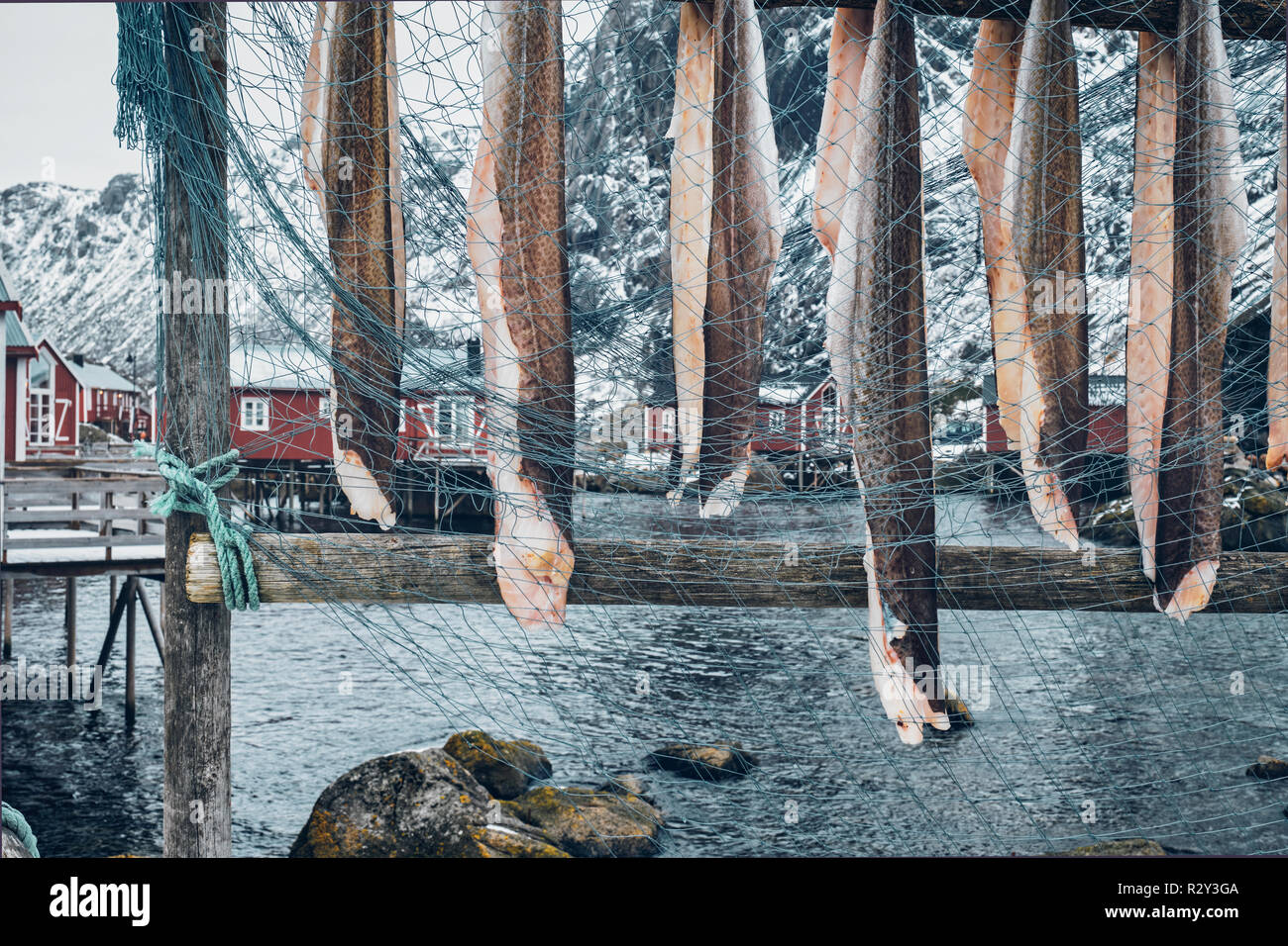 Cod fish hi-res stock photography and images - Alamy