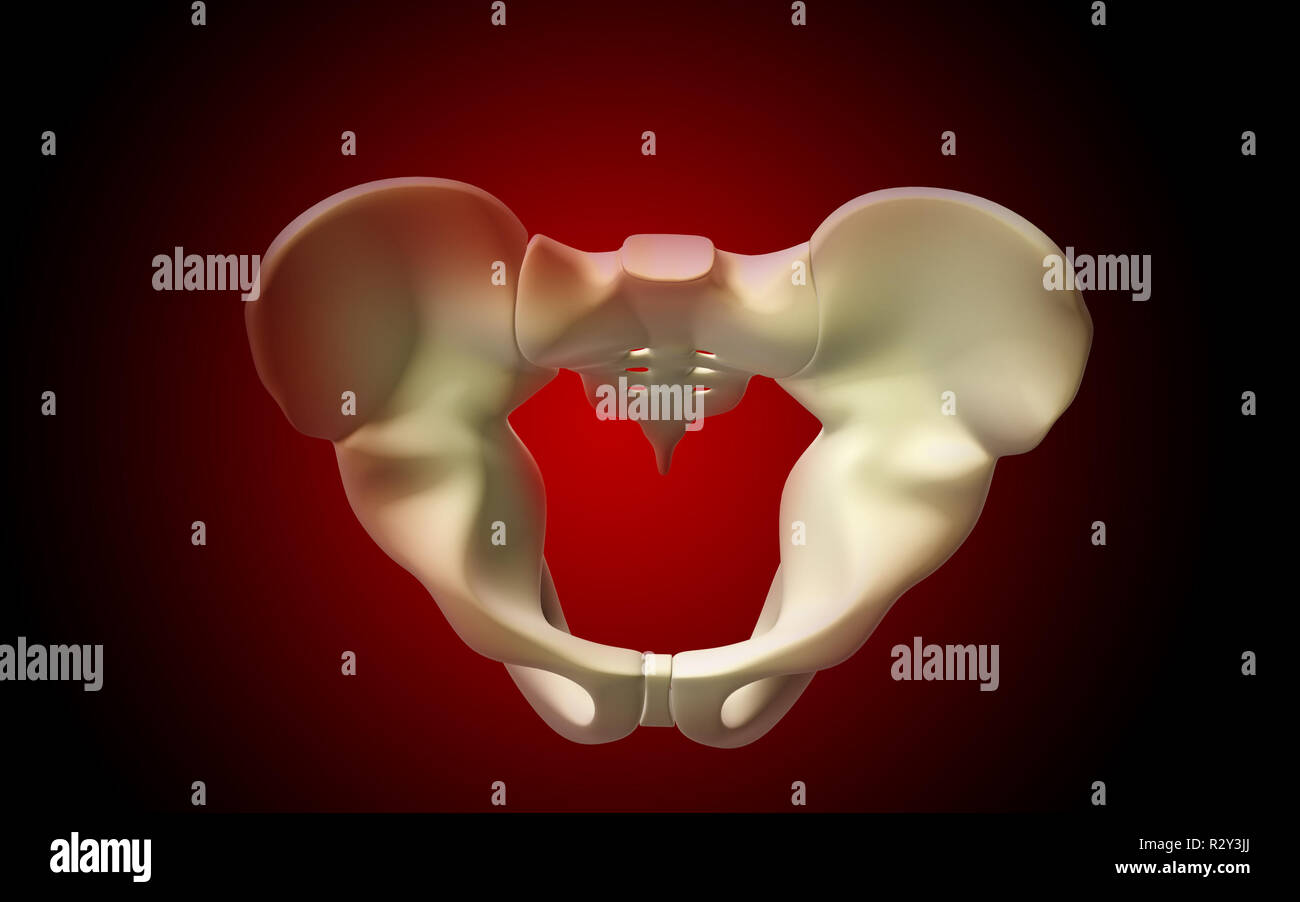 Ischium hi-res stock photography and images - Alamy
