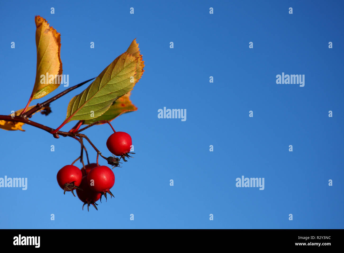 Fire thorn fruits hi-res stock photography and images - Alamy