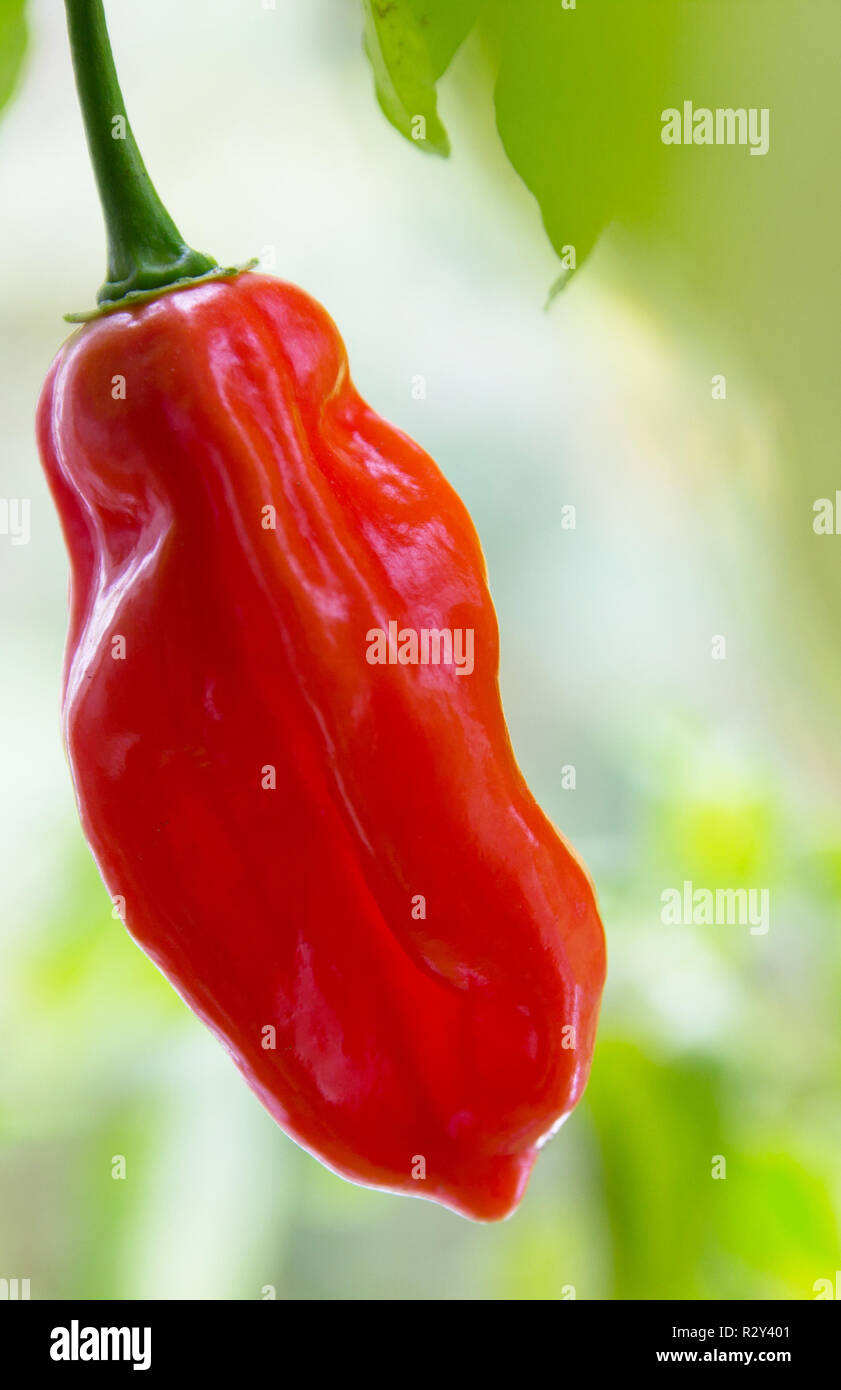 Mexican fruit chili powder hi-res stock photography and images - Alamy