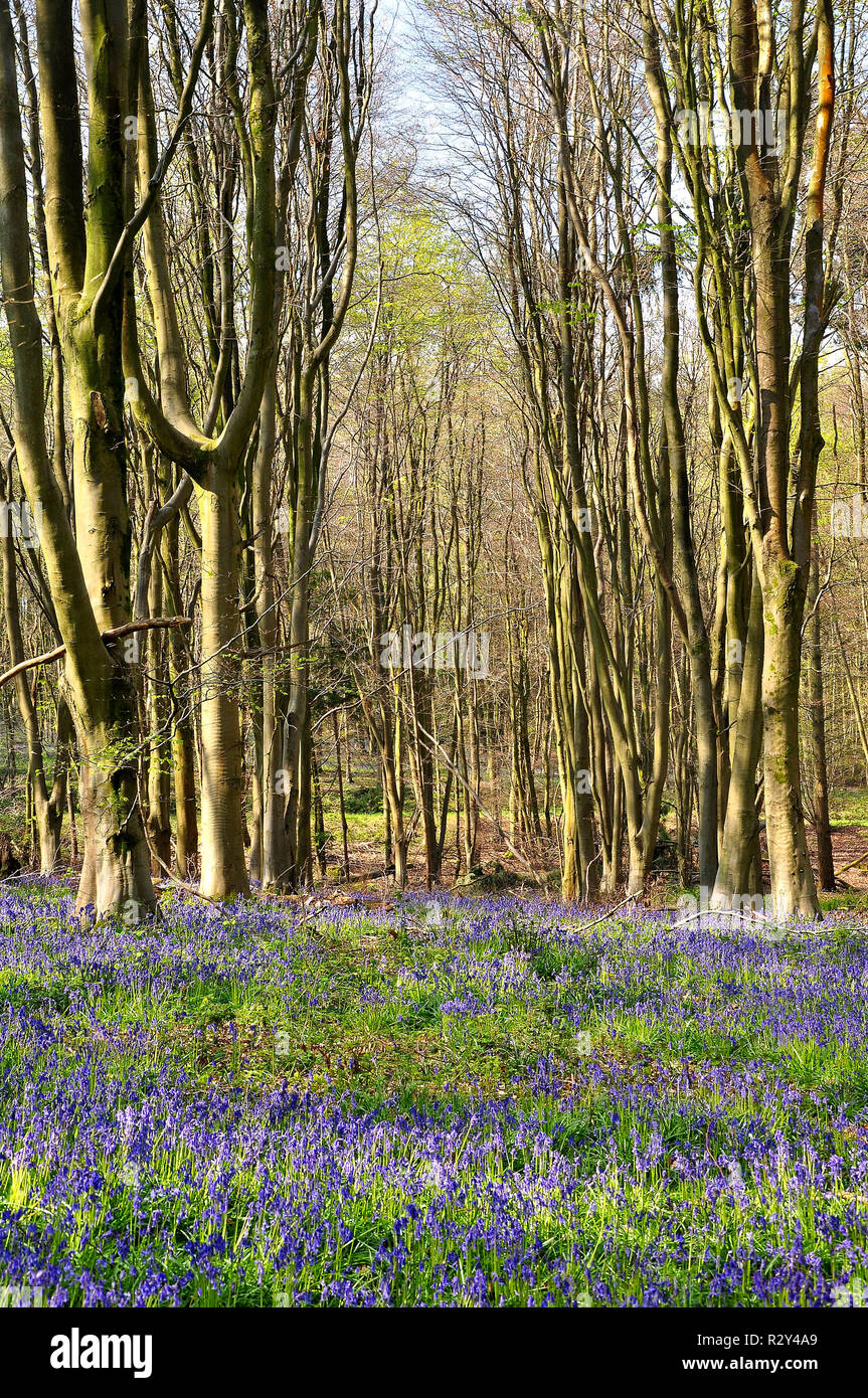 Bluebells at Springtime in a Hampshire beech woods Stock Photo - Alamy