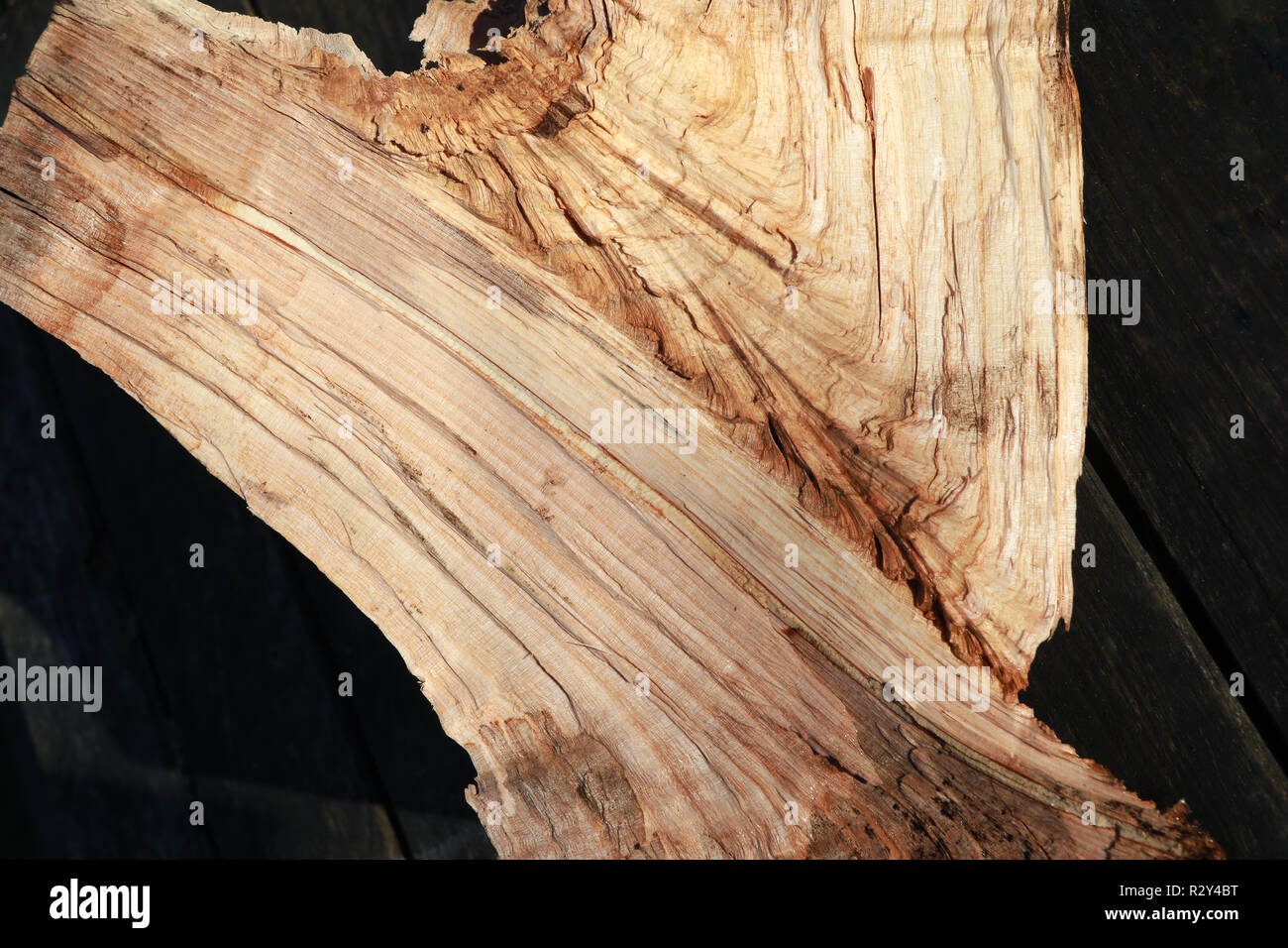 A split log showing how the grain of the wood changes at the boundary ...