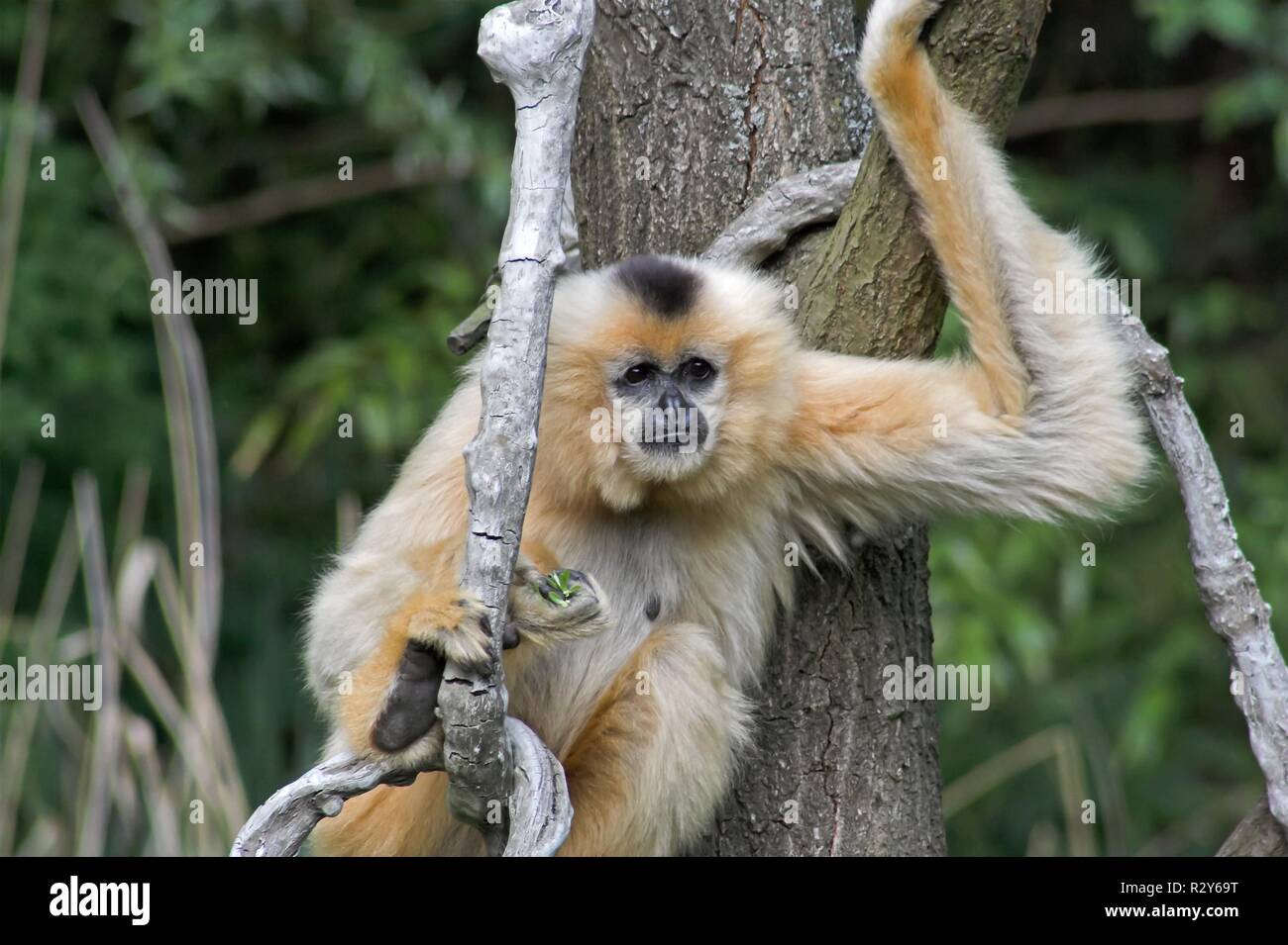 Grey Gibbon High Resolution Stock Photography and Images - Alamy