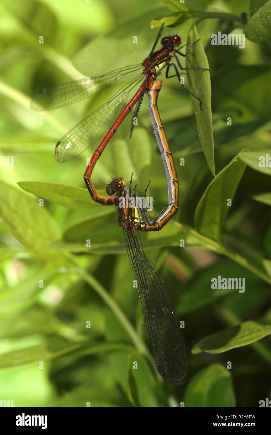 Flying insect mating hi-res stock photography and images - Alamy