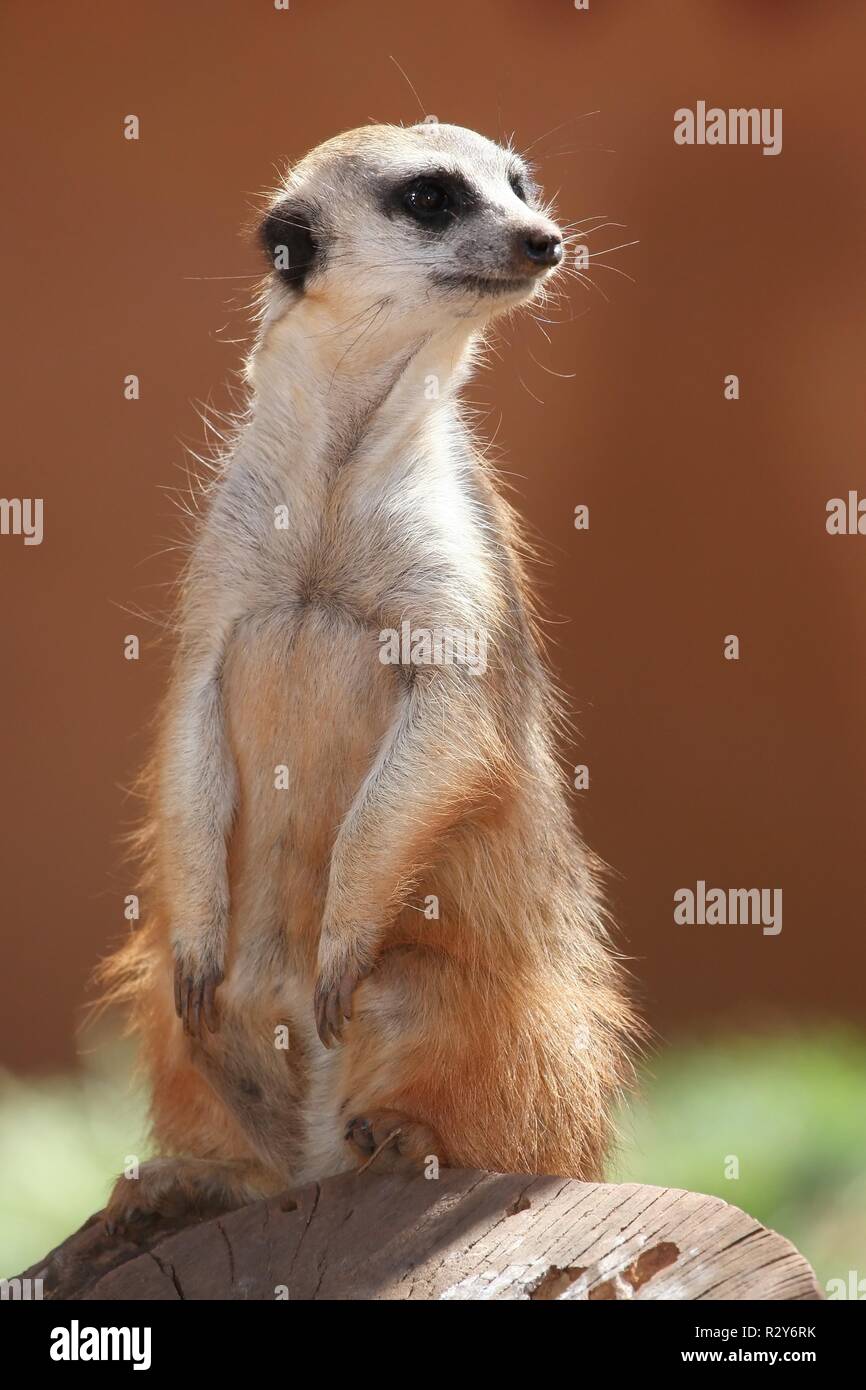 Alert lookout guard eyes ecology erdmaennchen hi-res stock photography ...