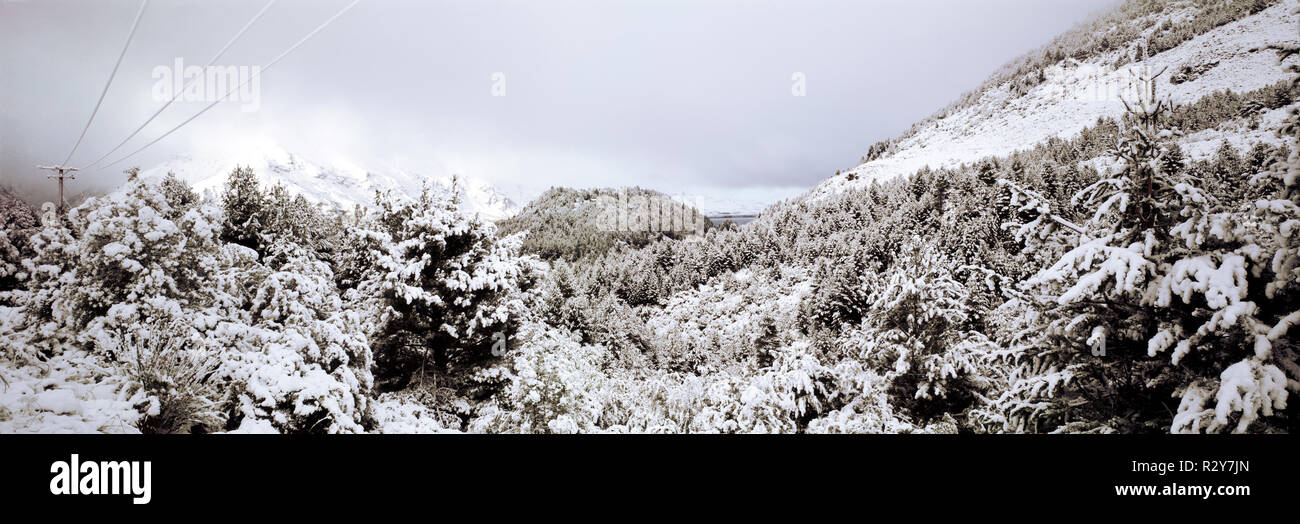 Scenic view of snow clad trees Stock Photo - Alamy