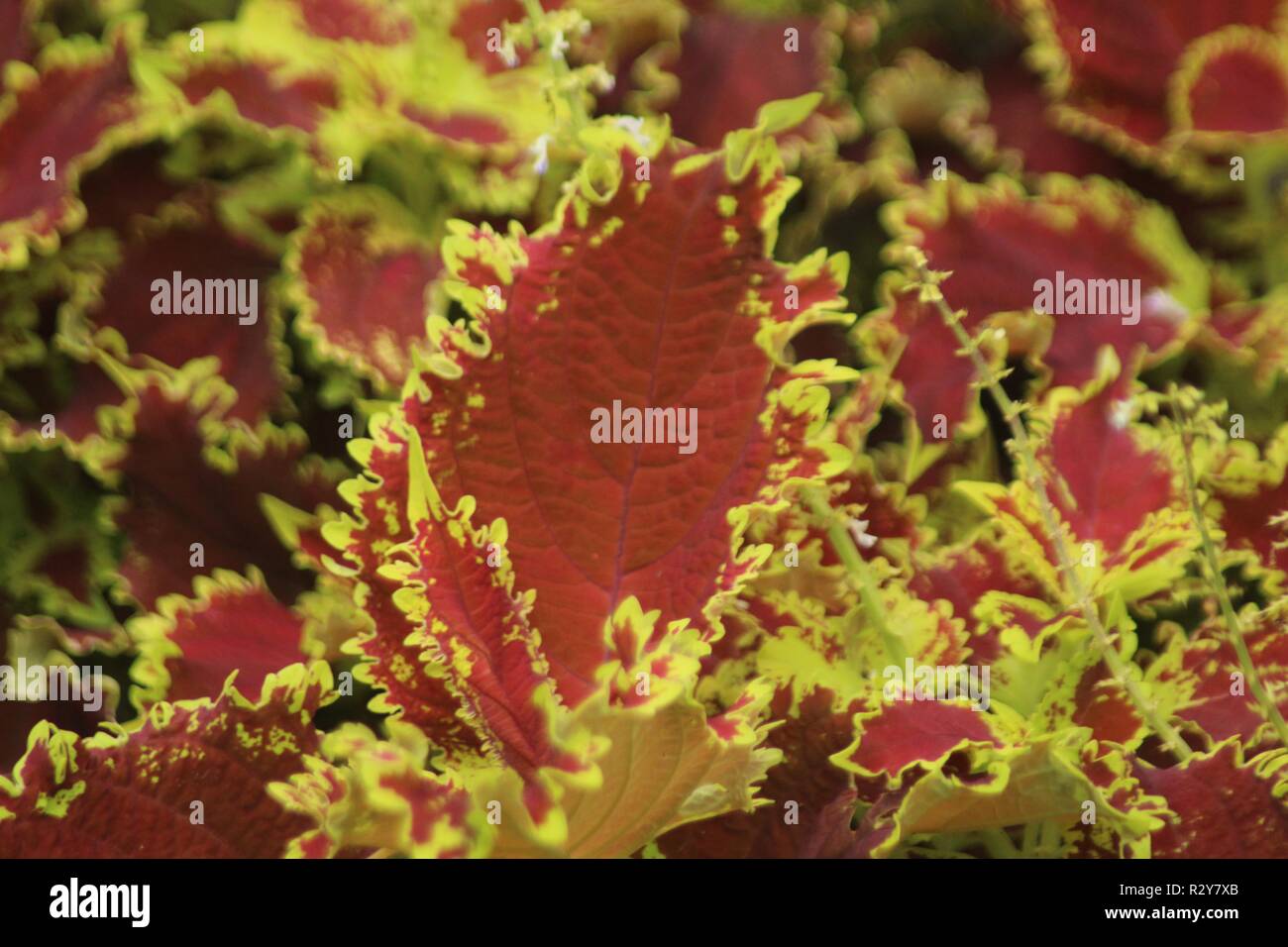 Visible parts of colorful ornamental spinach leaves thrive in the ...