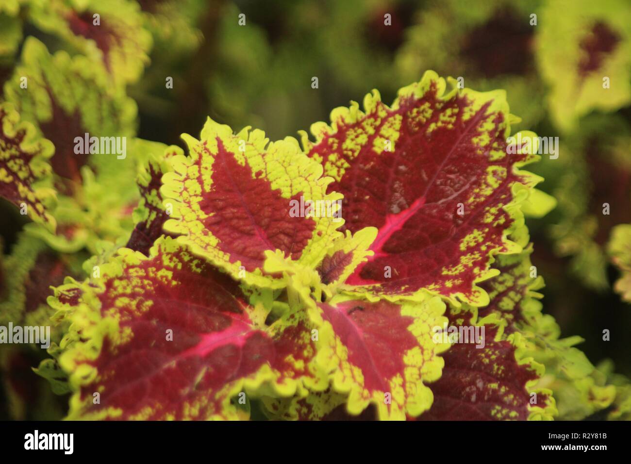 Visible parts of colorful ornamental spinach leaves thrive in the ...