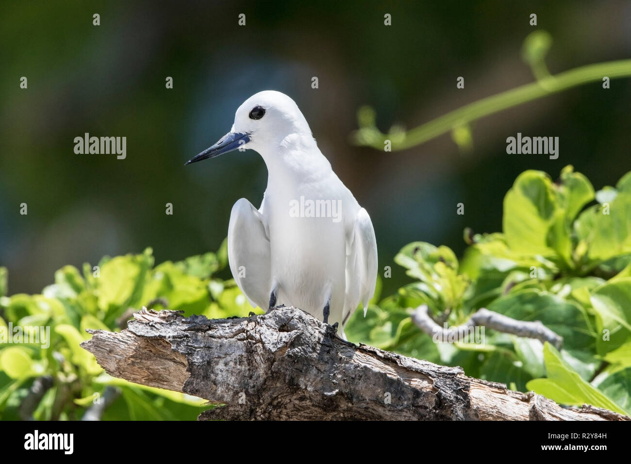 white tern Gygis alba chick perched on tree branch, Cousin island ...