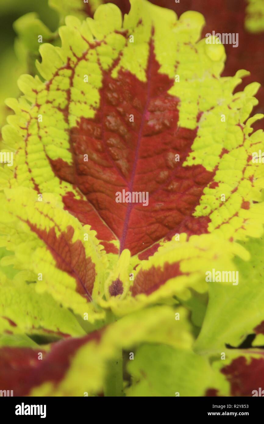 Ornamental spinach plants hi-res stock photography and images - Alamy