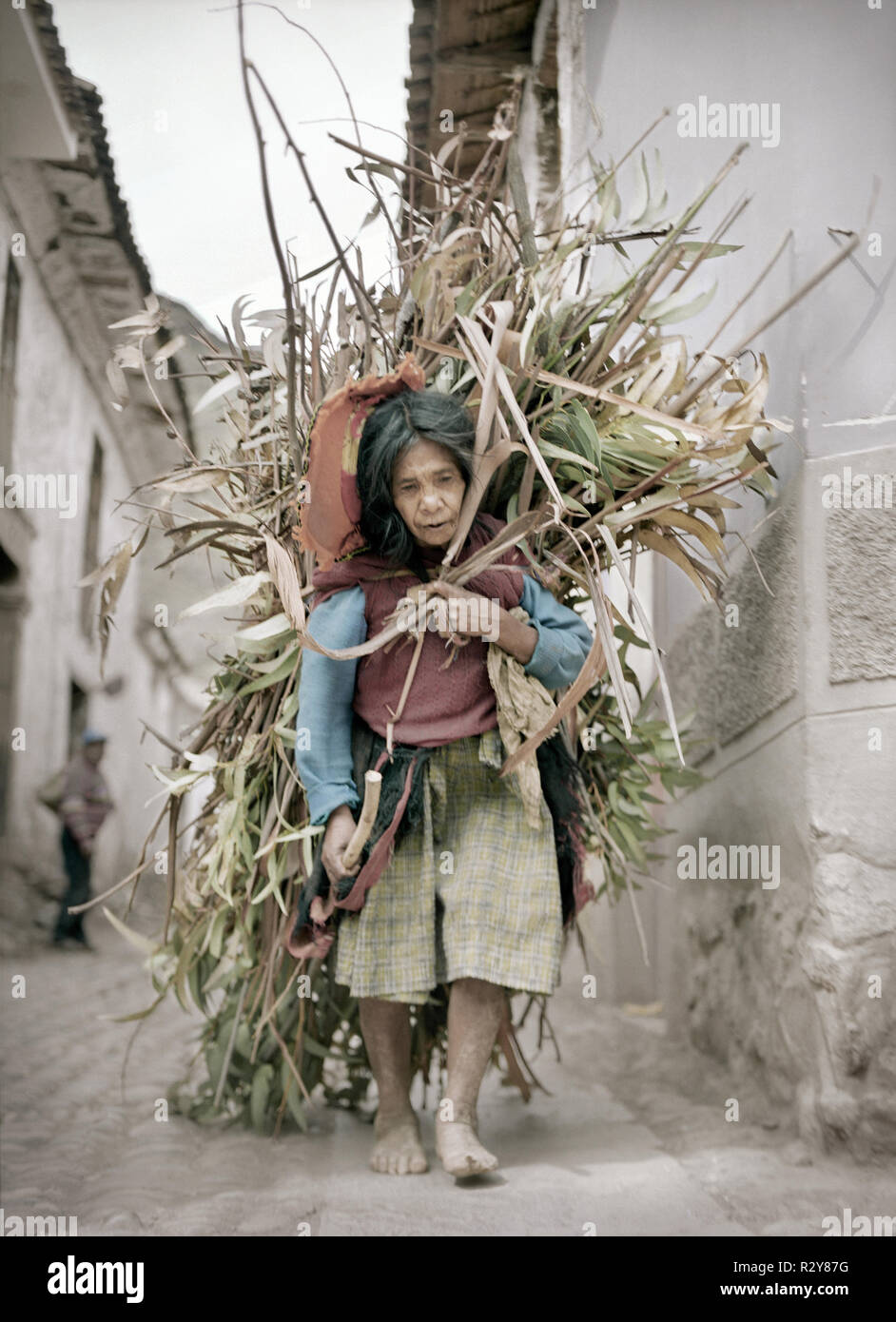 An old tired woman is carrying hay for cattle Stock Photo - Alamy