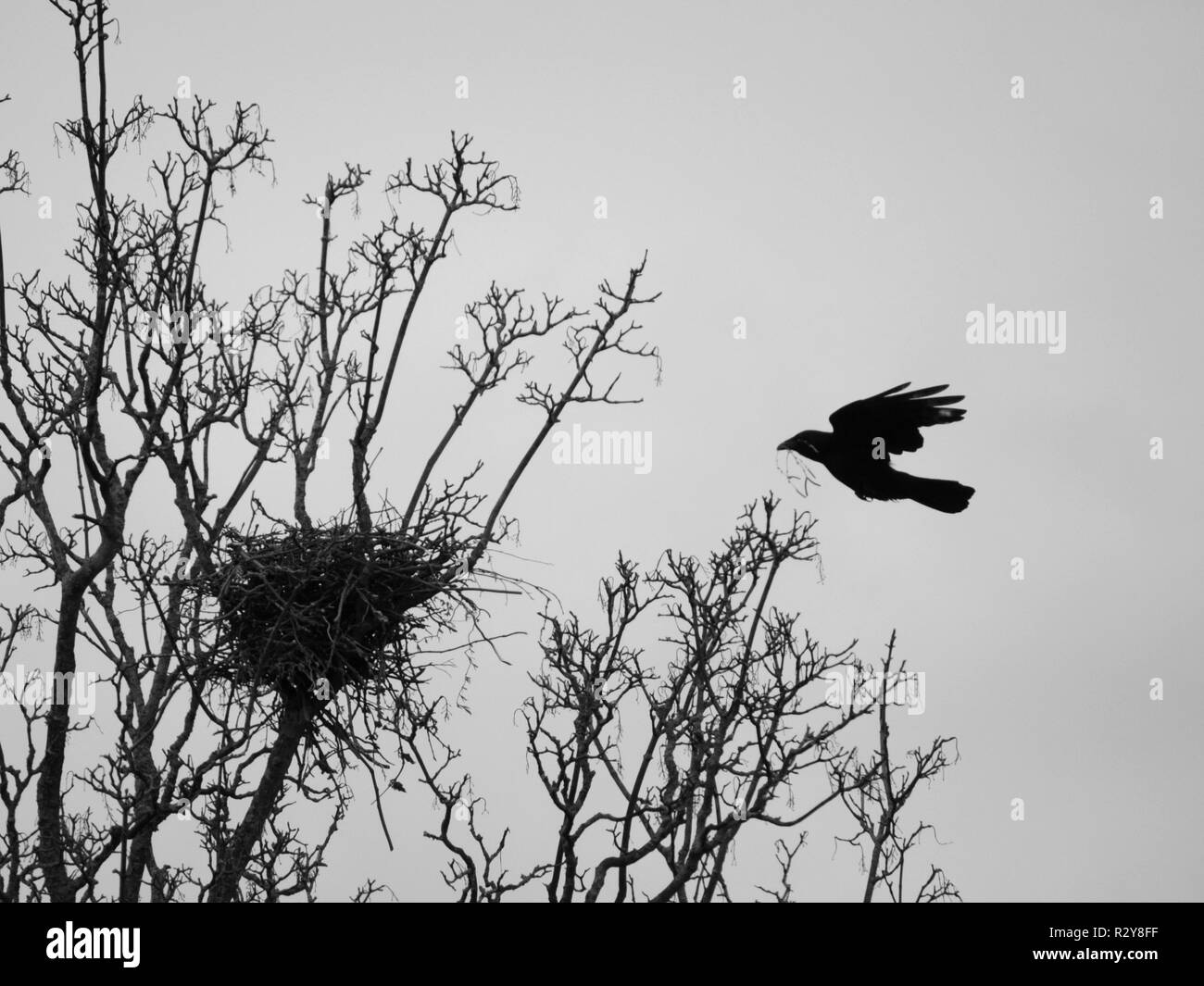 Carrion crow nest hi-res stock photography and images - Alamy
