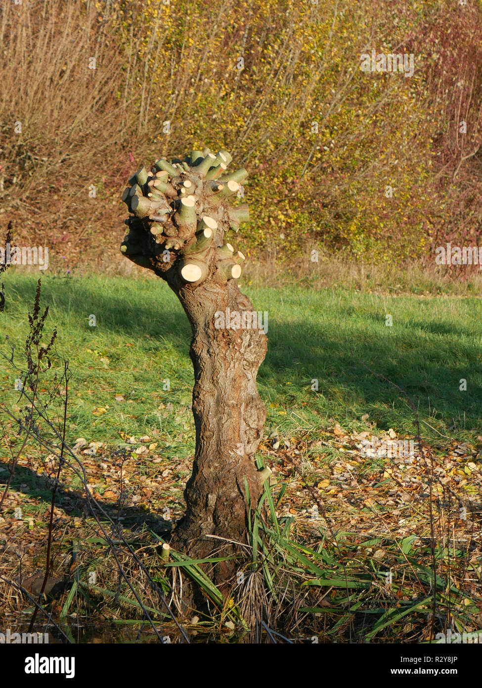 Giving the impression that the tree is hi-res stock photography and ...