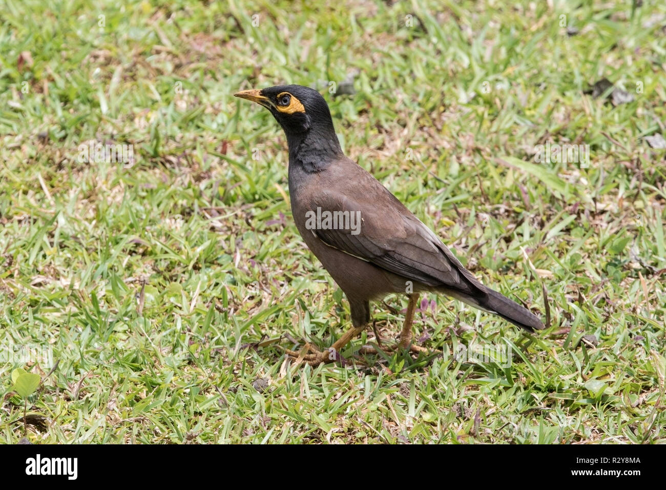 Myna standing hi-res stock photography and images - Alamy