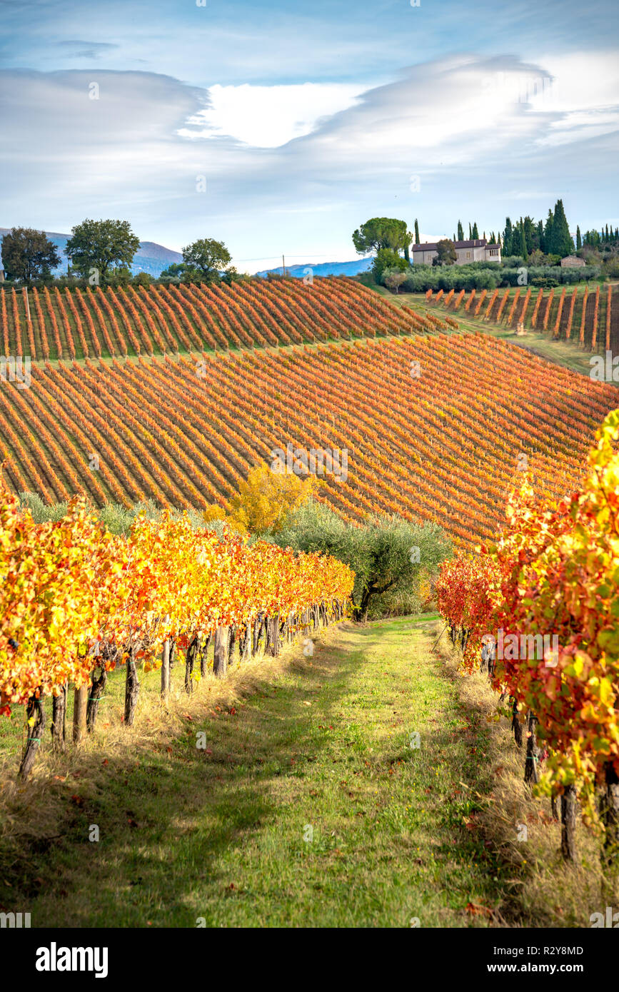 Autumn in wine country hi-res stock photography and images - Alamy