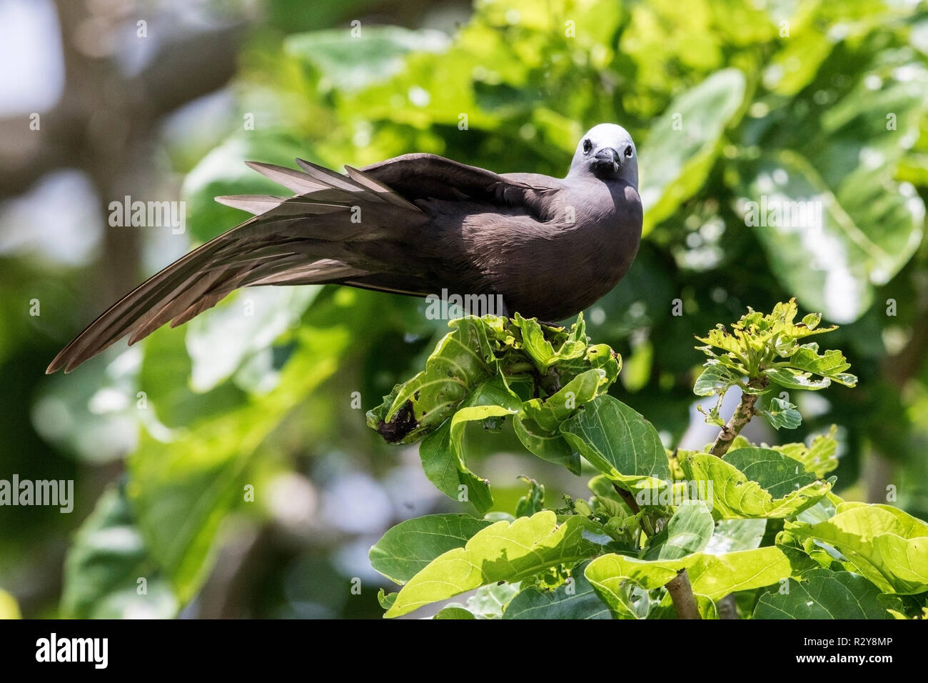lesser noddy Anous tenuirostris, Cousin island, Seychelles Stock Photo ...