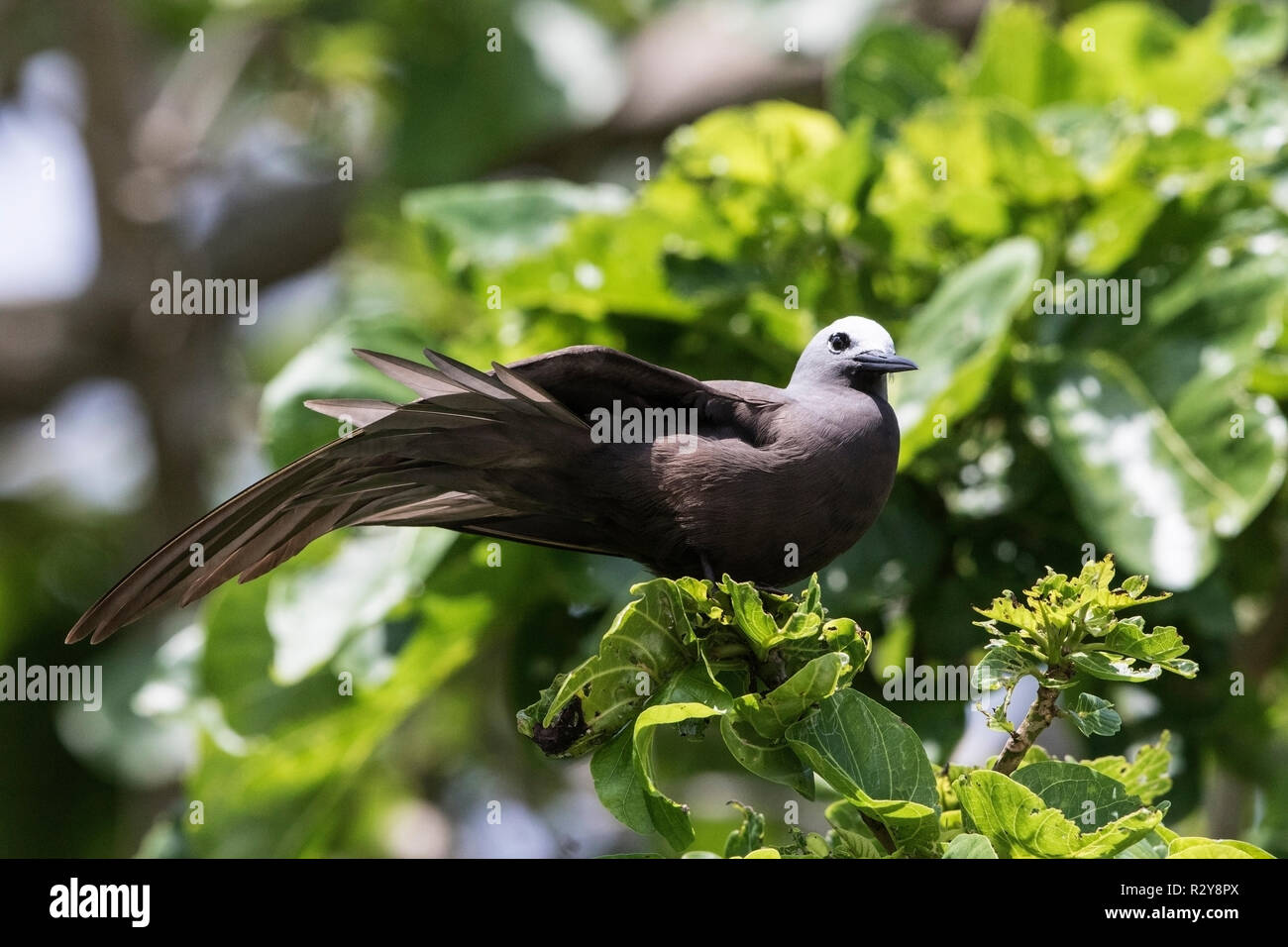 lesser noddy Anous tenuirostris, Cousin island, Seychelles Stock Photo ...