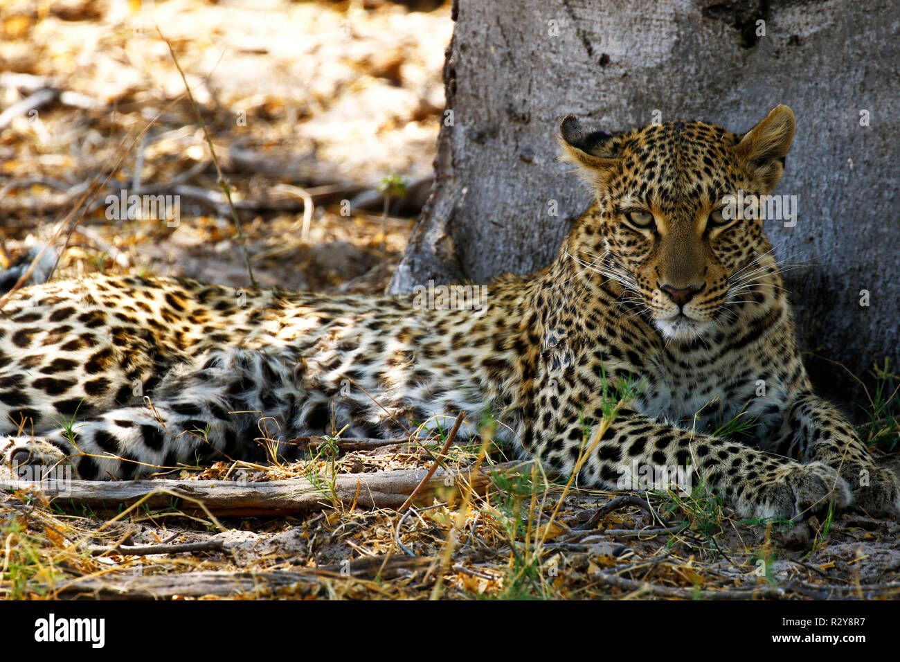 African Leopard one of the Big Five Stock Photo - Alamy