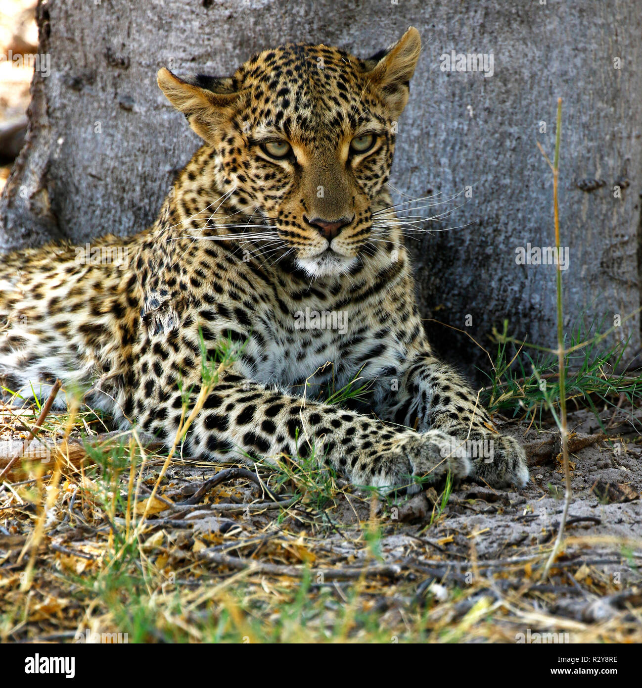 African Leopard one of the Big Five Stock Photo - Alamy