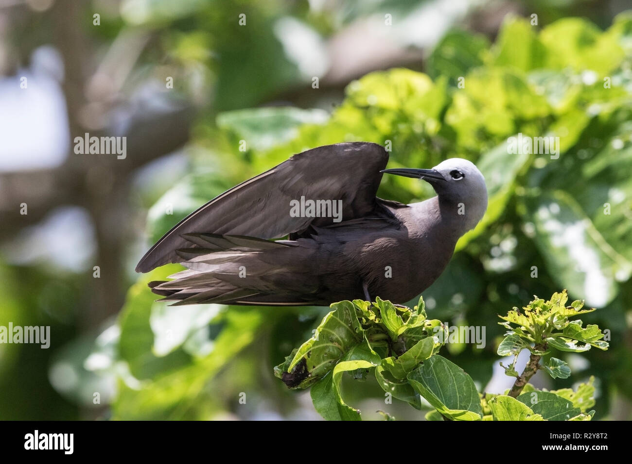lesser noddy Anous tenuirostris, Cousin island, Seychelles Stock Photo ...