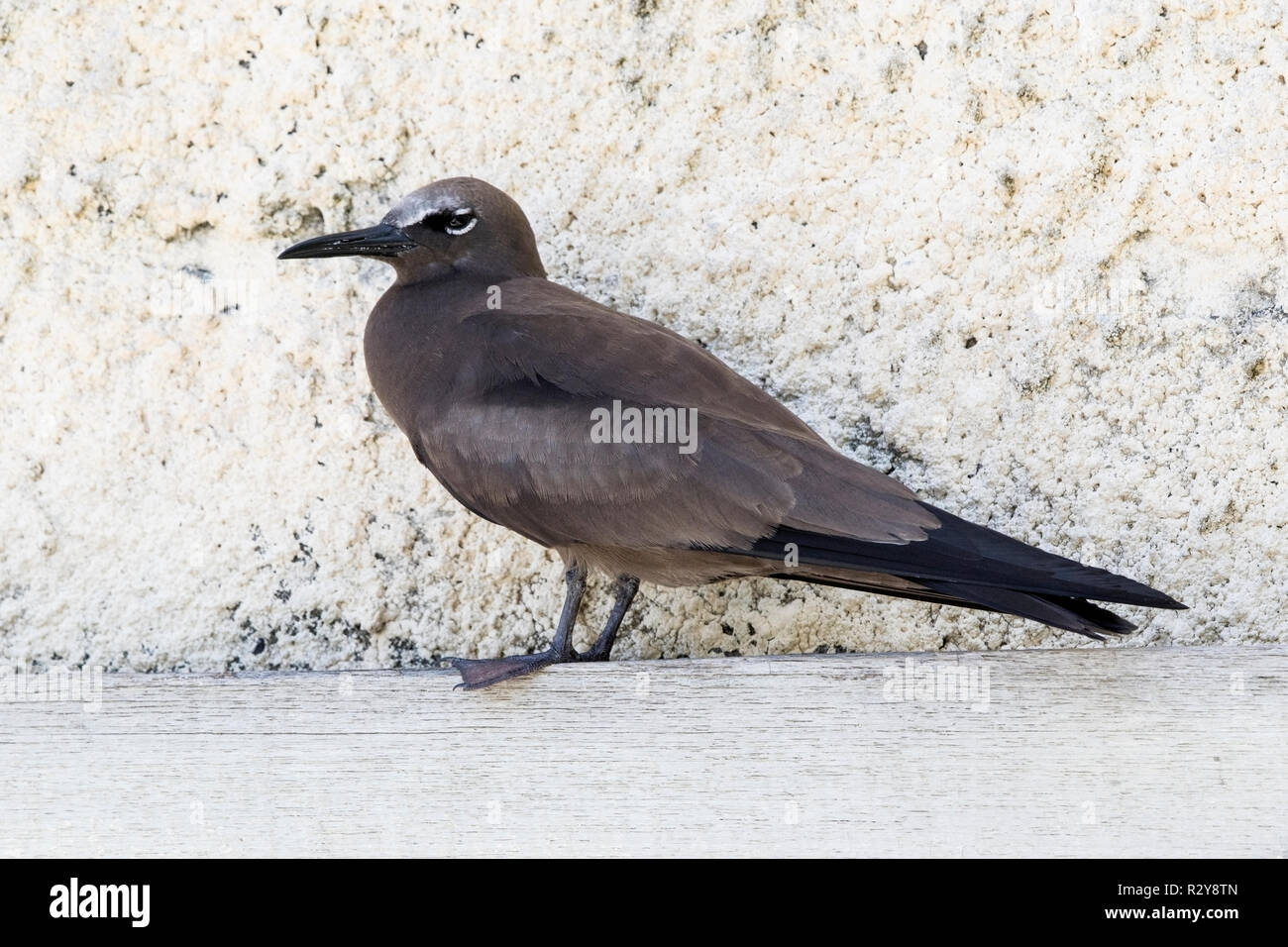 lesser noddy Anous tenuirostris, Cousin island, Seychelles Stock Photo ...