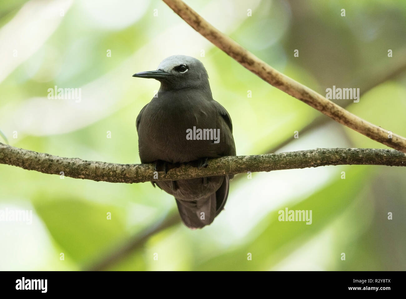 lesser noddy Anous tenuirostris, Cousin island, Seychelles Stock Photo ...