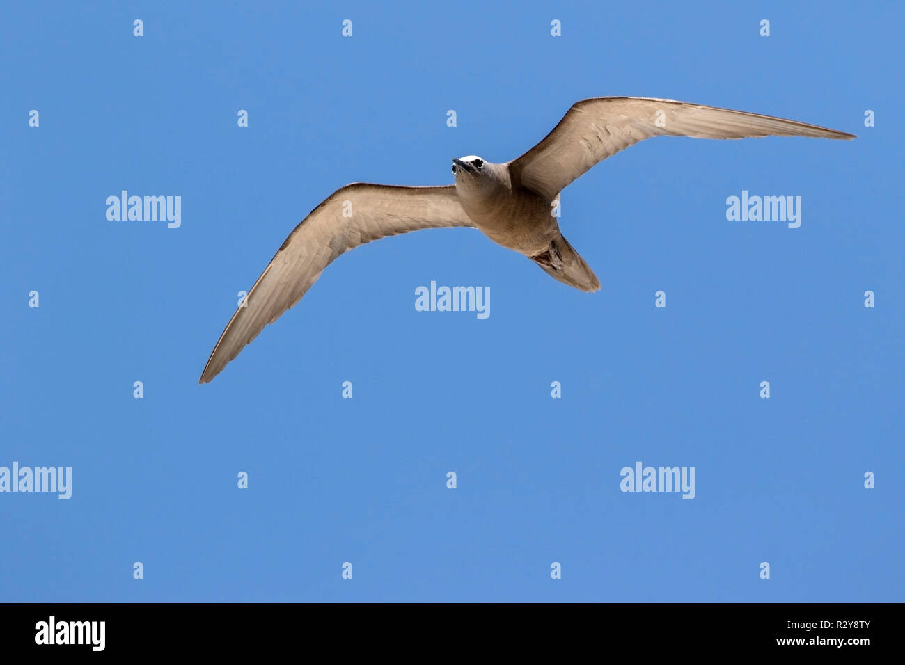 lesser noddy Anous tenuirostris, Cousin island, Seychelles Stock Photo ...
